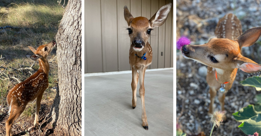 Little Levi - Christy Coleman